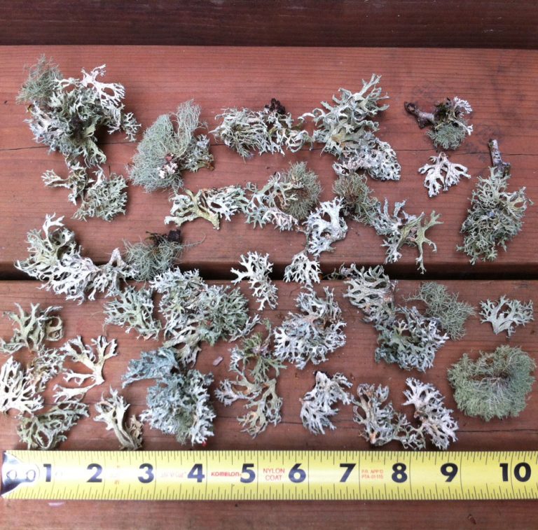 Gray Lichen for Art, Crafts, Terrariums, Model Railroads | Action ...