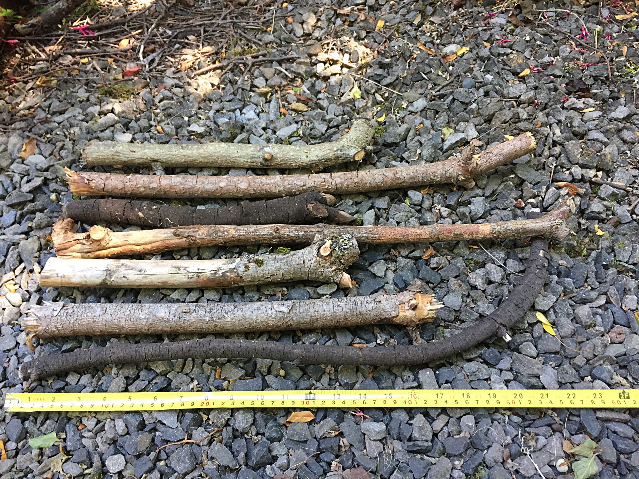 Extra Thick Wood Tree Branches for Arts, Crafts, Home Decor, Habitat ...